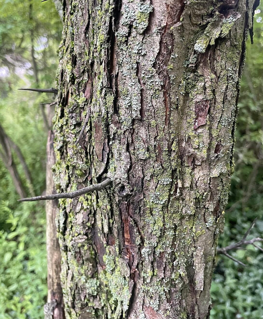 Cockspur Hawthorn | CMP Tree Selection Tool